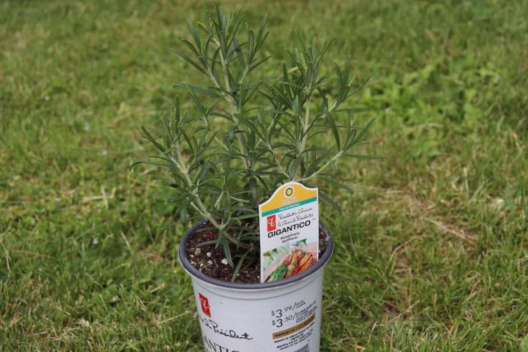 How To Make A DIY Mosquito Repellent Planter - The Eco Hub