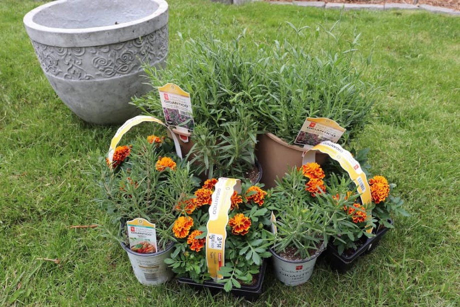 How To Make A DIY Mosquito Repellent Planter - The Eco Hub