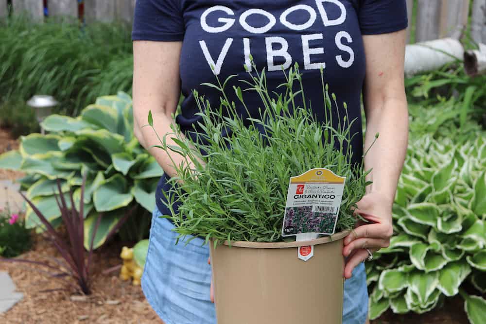 How To Make A DIY Mosquito Repellent Planter - The Eco Hub