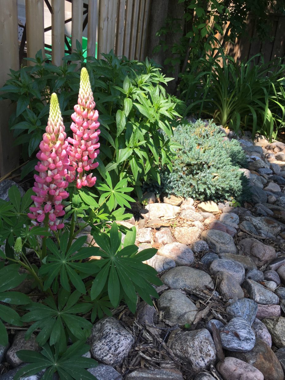 How to increase biodiversity at home! With your own backyard ecosystem ...