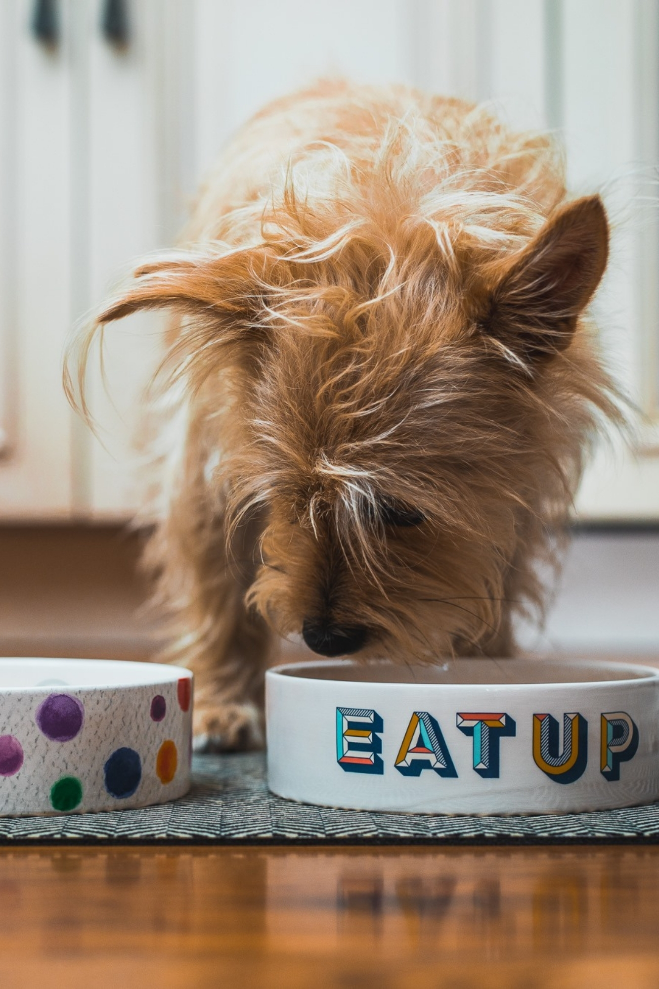 Eco Friendly Pet Products That Won't Harm Your Pet - The Eco Hub