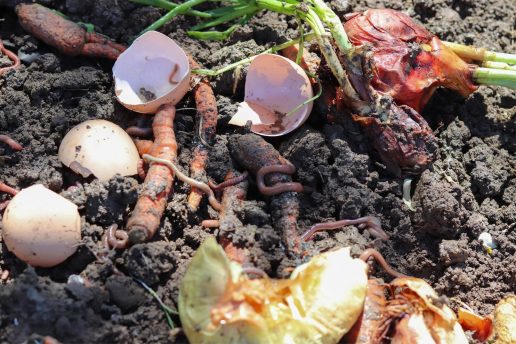 What Do Worms Eat, Everything You Need To Know - The Eco Hub