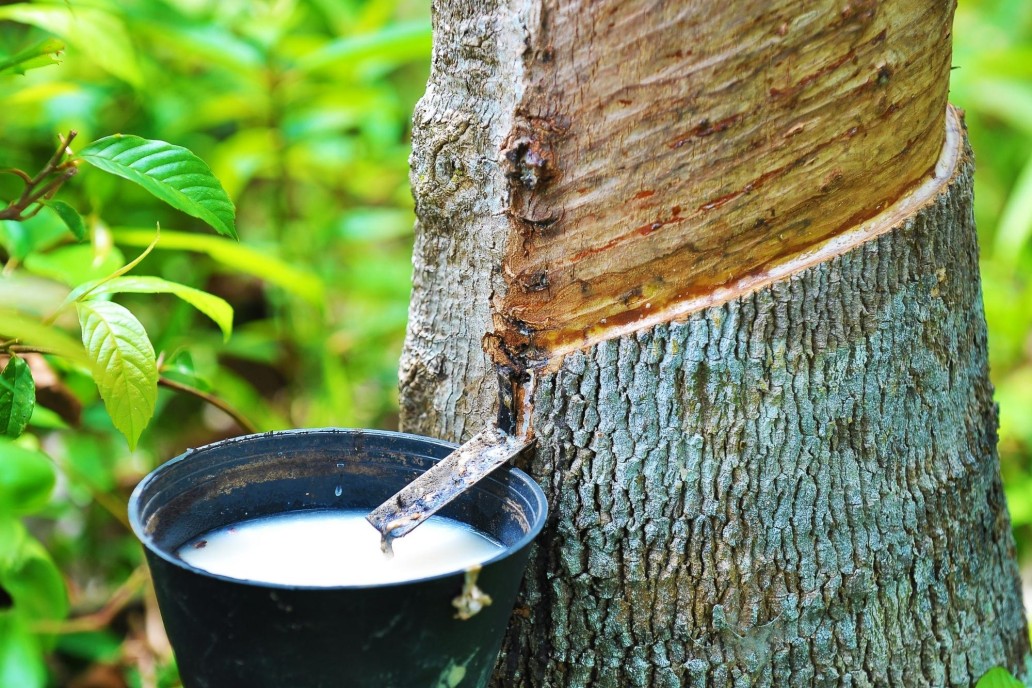 Is Rubber Biodegradable? It Depends! - The Eco Hub