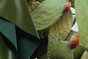 Cactus Leather Is Cool! But Is It Sustainable? - The Eco Hub