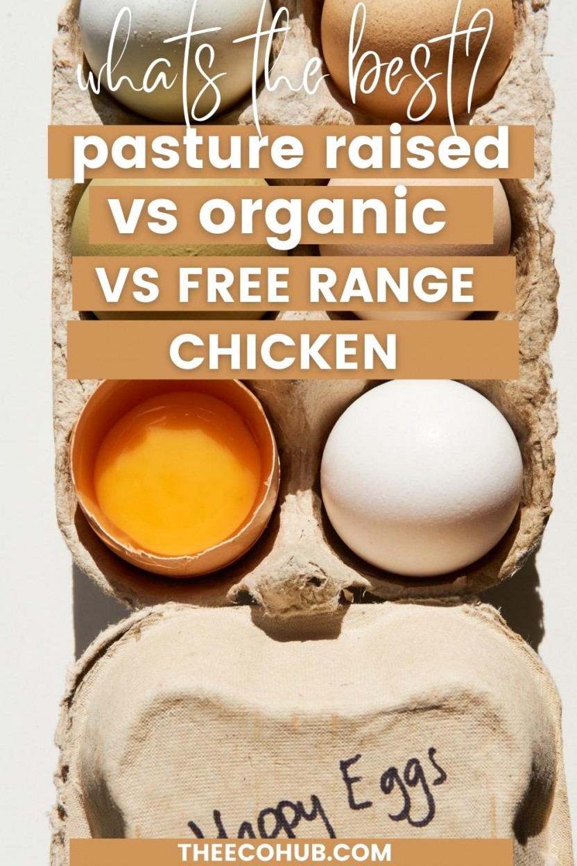 Pasture Raised vs Organic vs Free Range Chicken, Which Is Best? - The ...