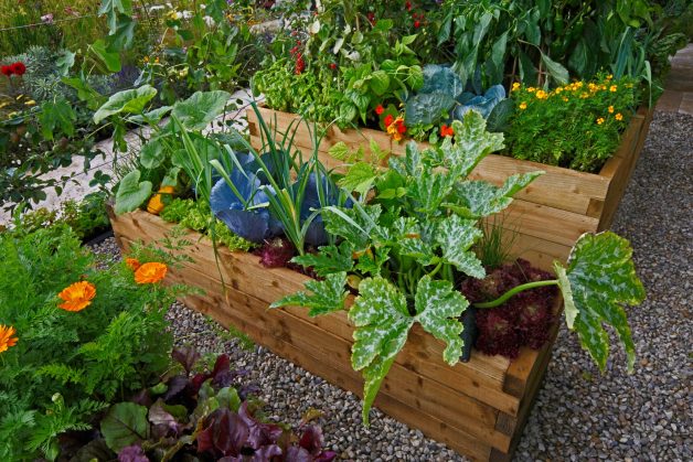 Backyard Homesteading Made Simple - The Eco Hub