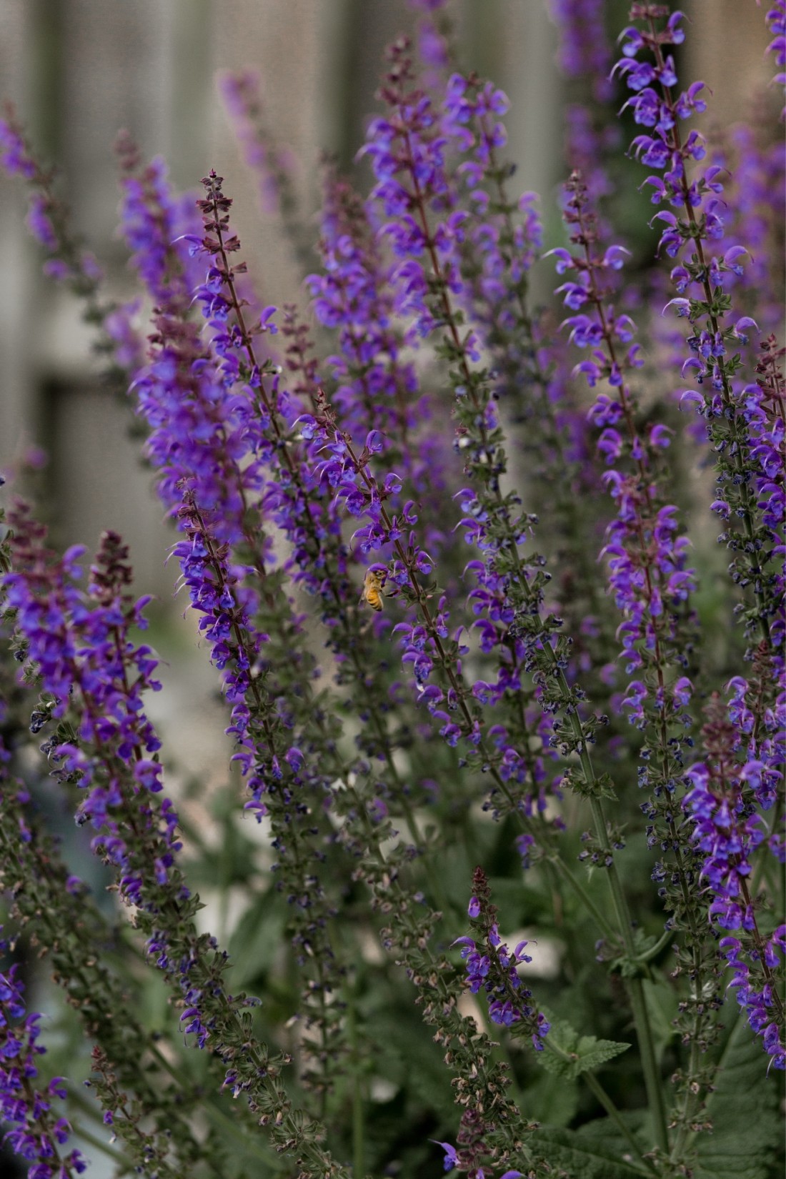 Discovering the Joys of Ecological Gardening: My Journey to a Greener ...